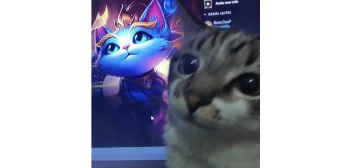 LoL: Gatinhos da vida real são obcecados pela Yuumi? Veja indícios do ...