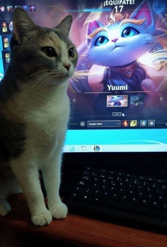 LoL: Gatinhos da vida real são obcecados pela Yuumi? Veja indícios do fenômeno - Millenium